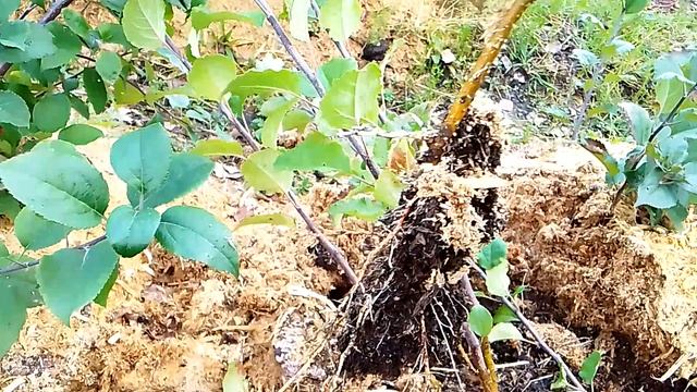 Прогноз погоды заставил ускорится, Копаем- ( срезаем) подвой для плодовых..