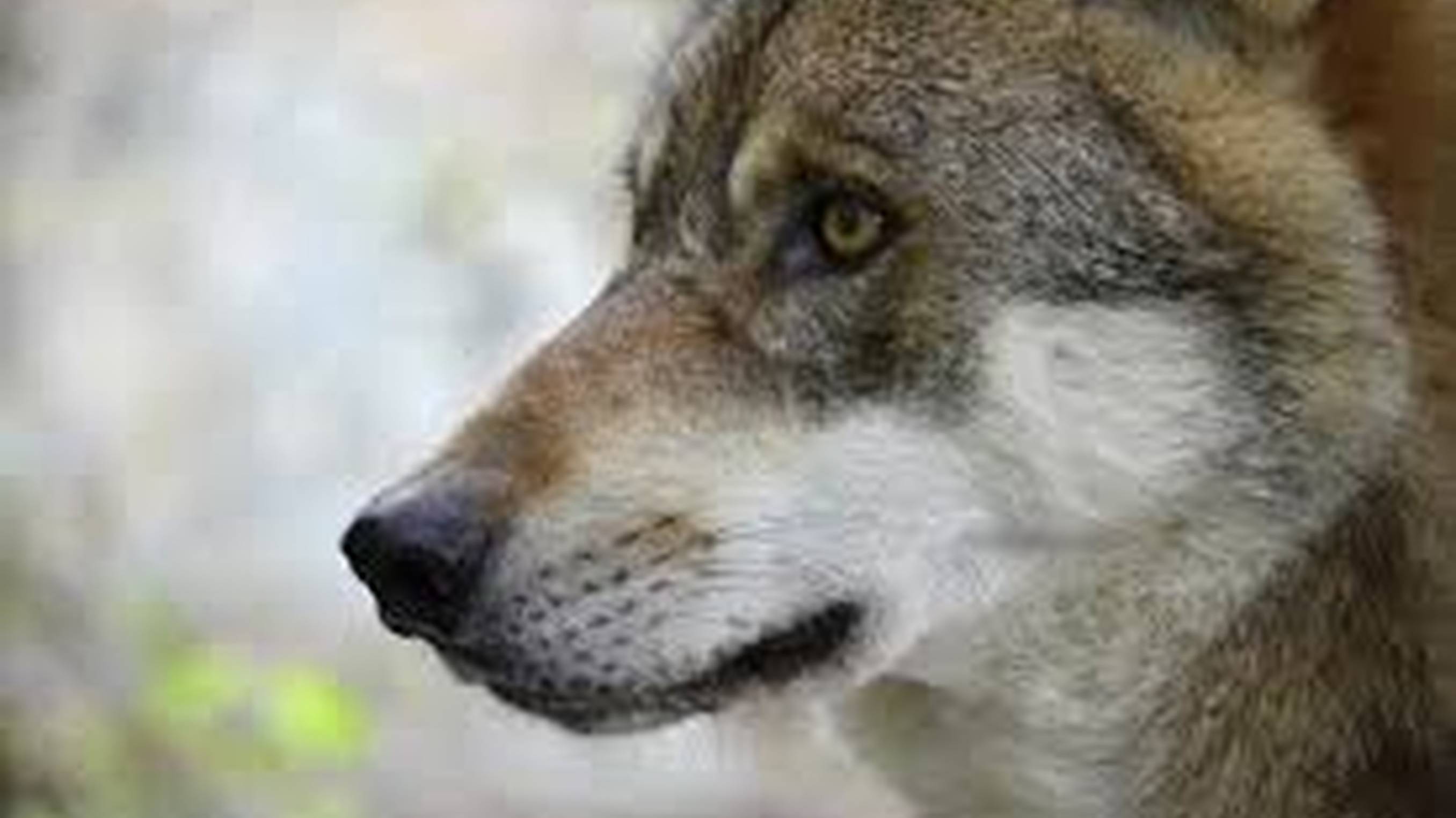 Подружился с волком. Слушать рассказ.