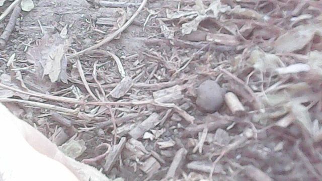 Обзор дополнительного укоренения тыквы сорта Голиаф