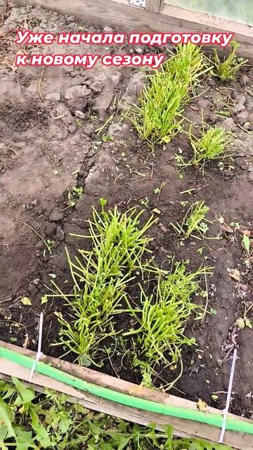 #Shorts Уже начала подготовку к новому сезону#домвдеревне#садиогород#теплица