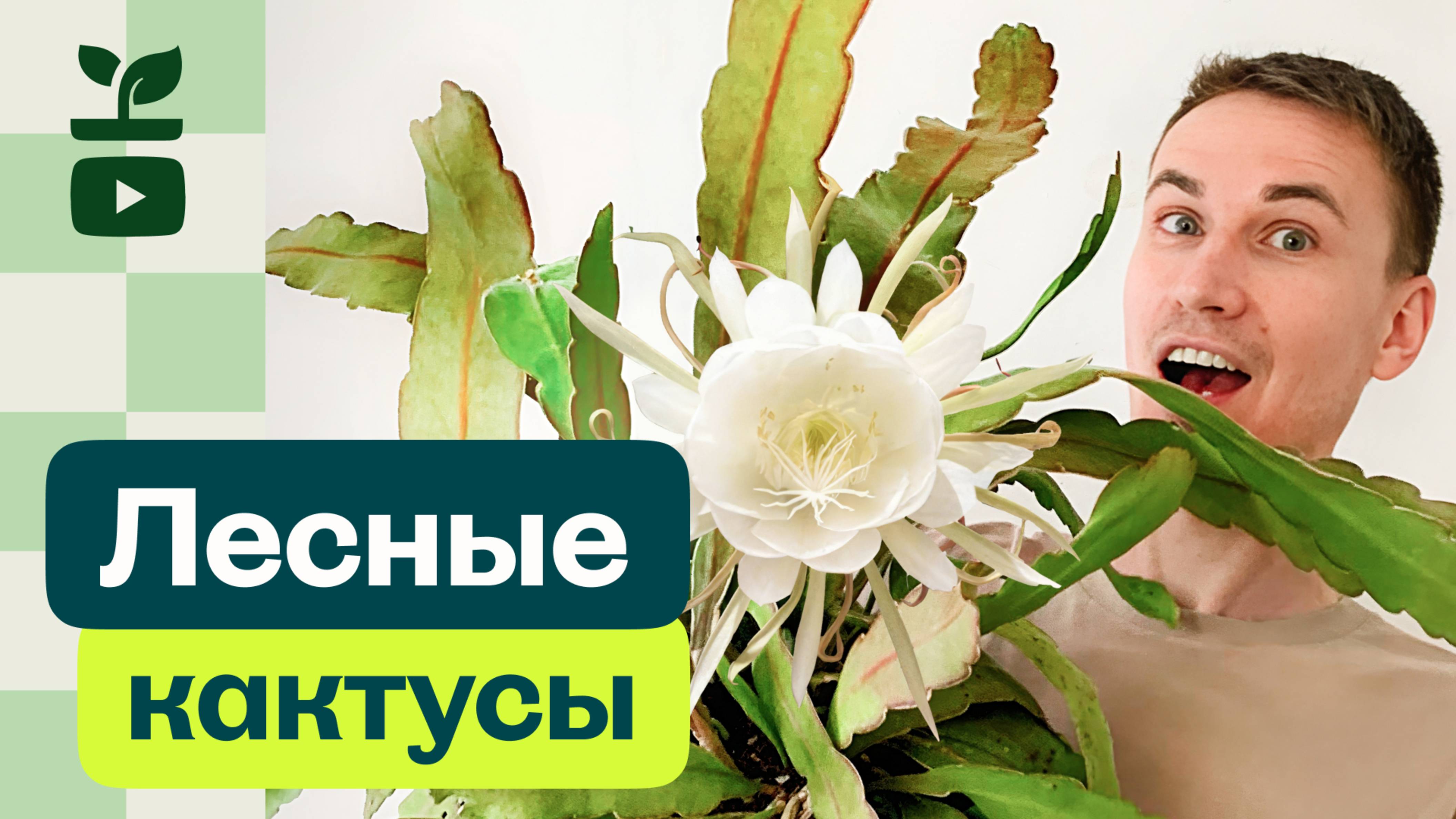 Кактусы из тропического леса. Эпифиллум Оксипеталум и Шлюмбергера усечённая — лесные кактусы.