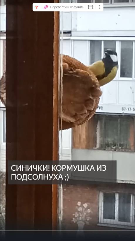 Кормушка для птиц. Синички. Подсолнух, семечки. Еда для пиц. Оригинальное решение для кормления птиц