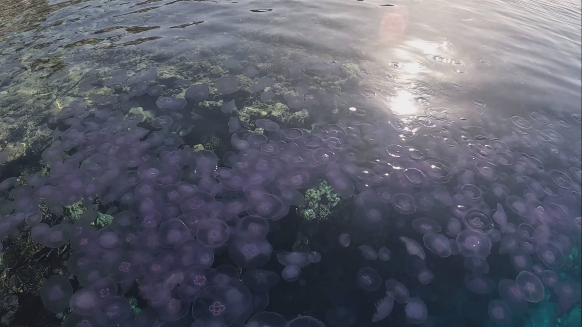 #10 Египет. Нашествие медуз