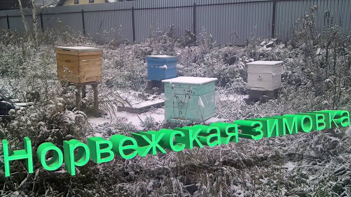 Норвежская система зимовки пчёл: мнение профессора Кашковского