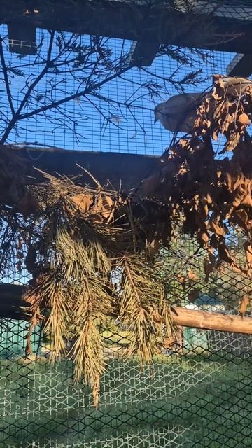 Говорят, животные руководствуются инстинктами…