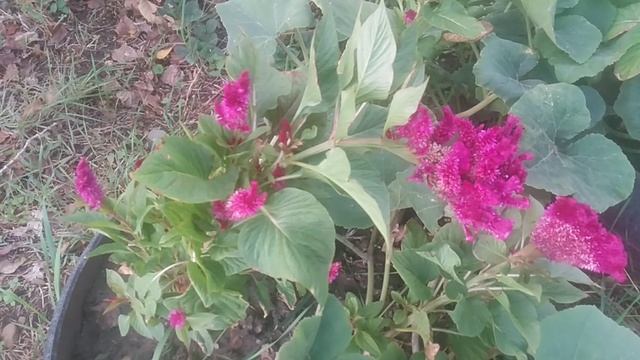 VID_20251001_083227.mp4