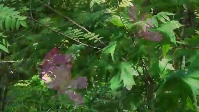 Раймонд Паулс - К утру