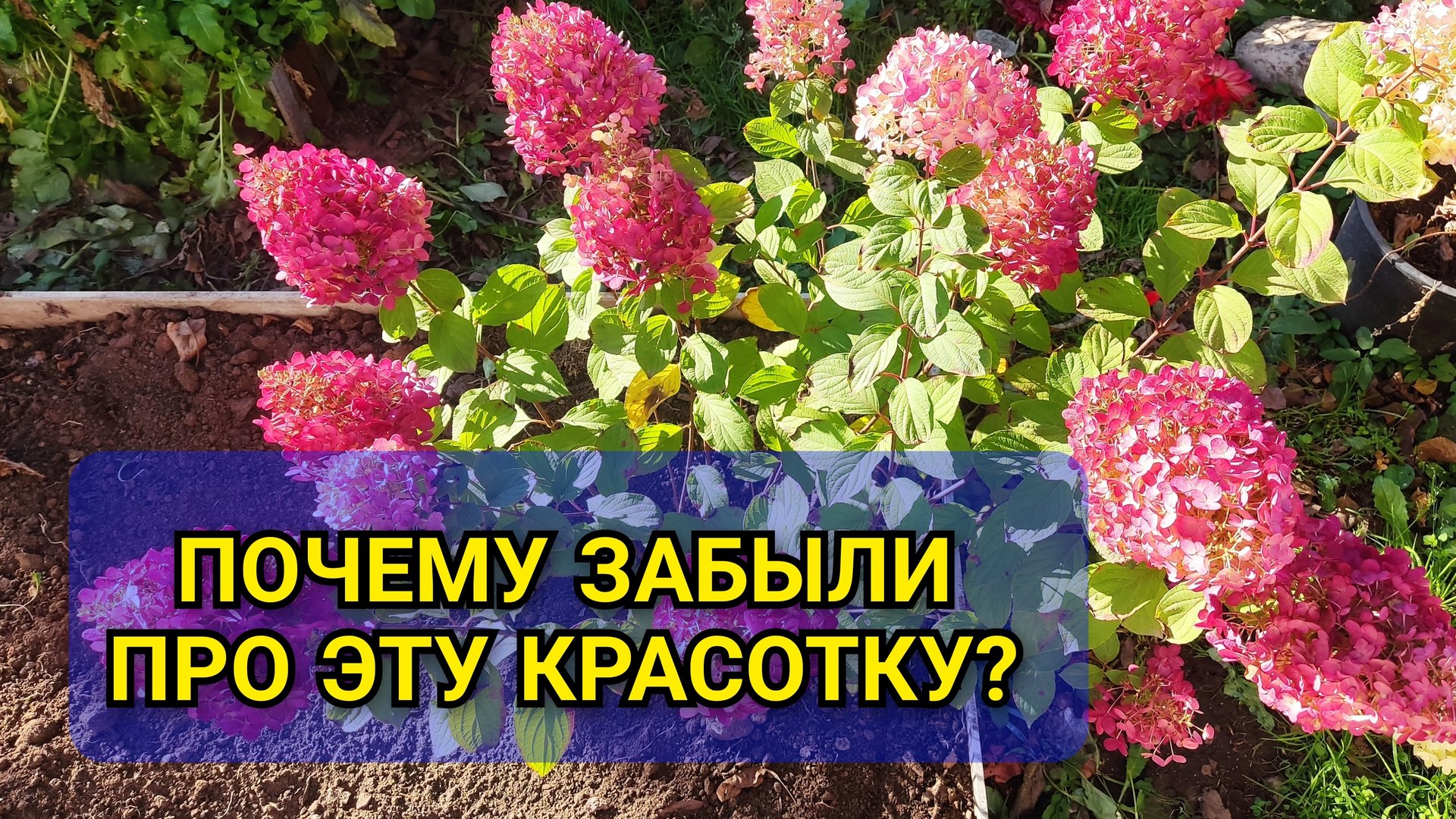 Гортензия метельчатая Колорфул коктейль. Почему о ней забыли?