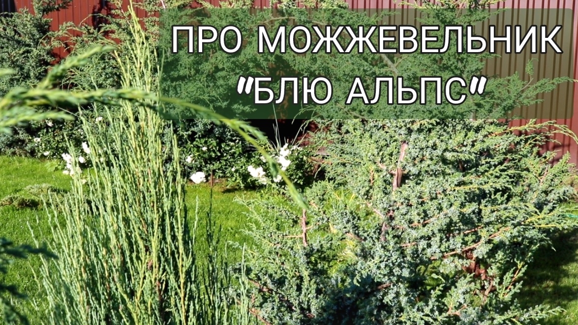 РАССКАЗЫВАЮ ПРО МОЖЖЕВЕЛЬНИК КИТАЙСКИЙ "БЛЮ АЛЬПС". 1.10.2025г.