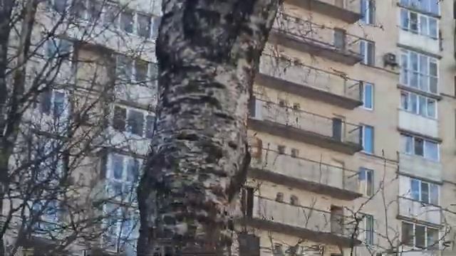 В ФЕНОПАРК прилетели скворцы