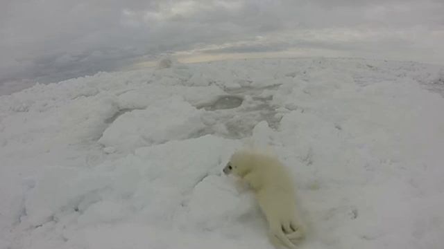 Белек тюленя на льдине в Белом море