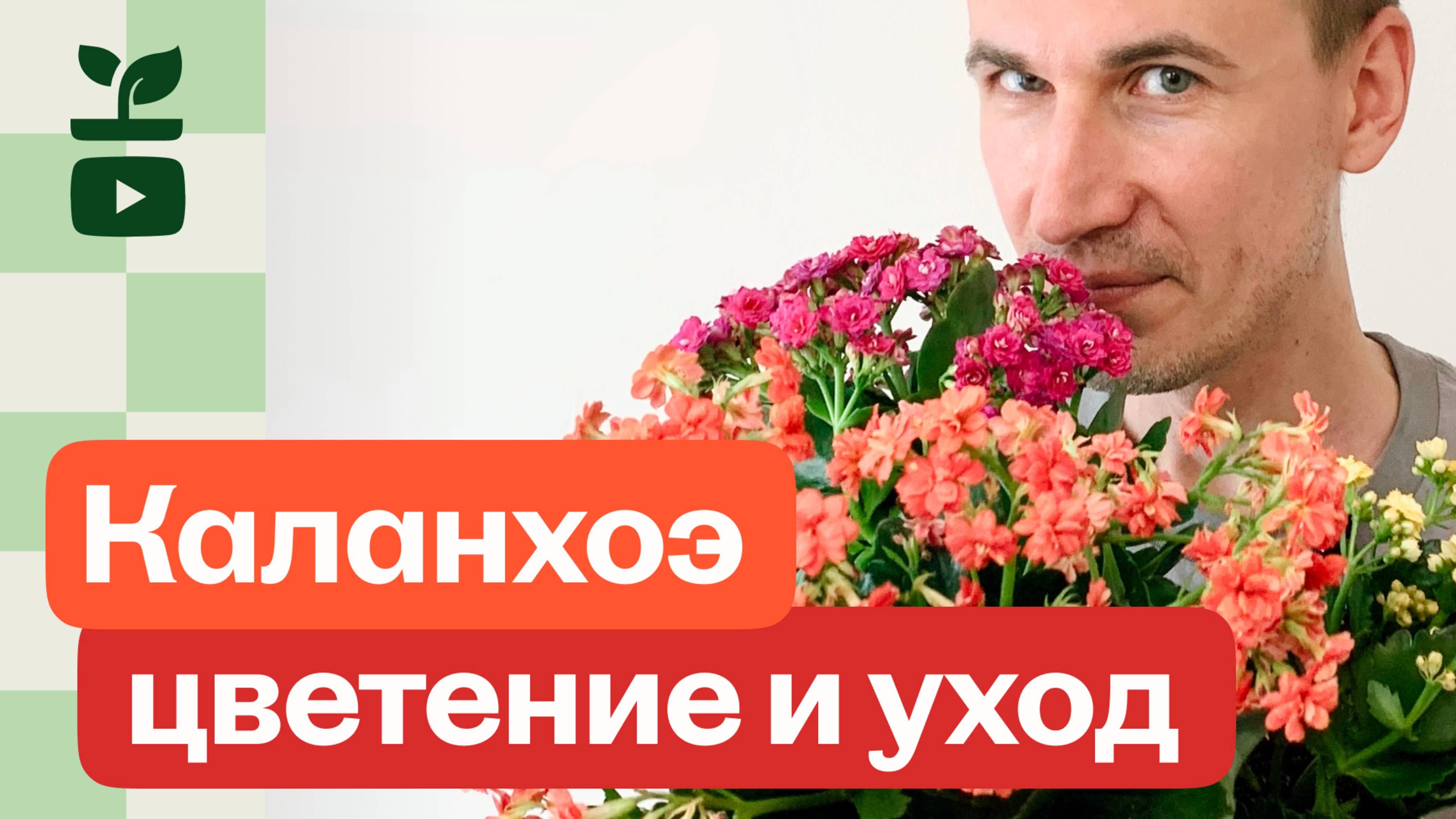 Неприхотливый Каланхоэ, от Мадагаскара до подоконника. История, уход и народные поверья