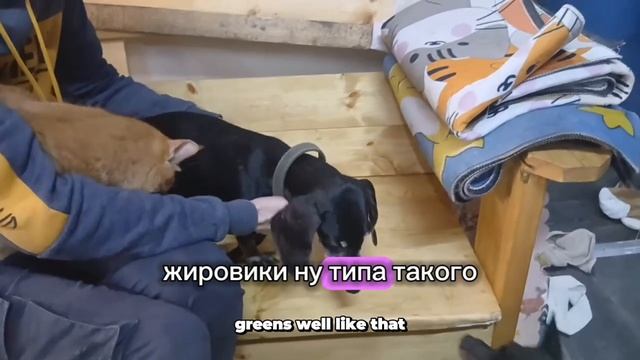 ТАКСА И РЫЖИЙ КОТ ОБСЛЕДУЮТСЯ