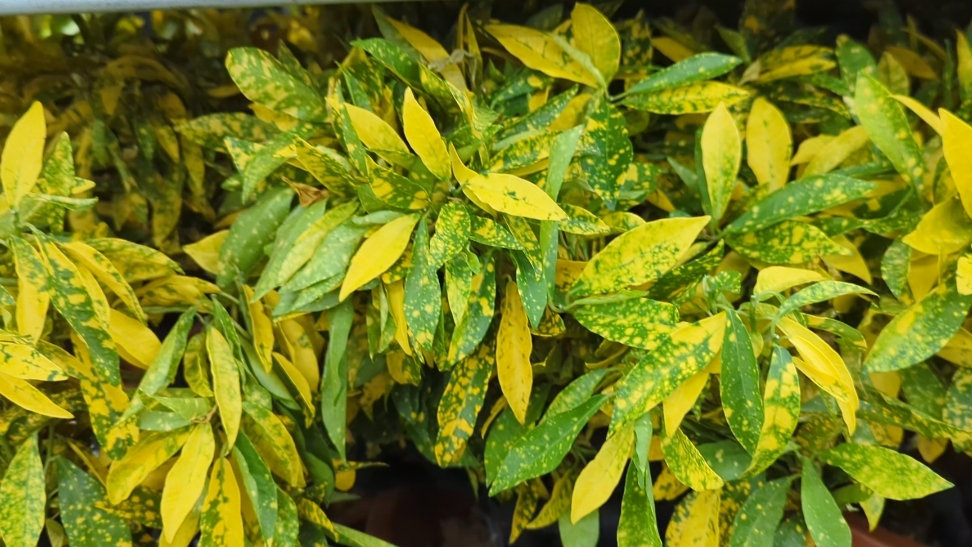 01-10-2025.Лемана про..с цветами все грустно.