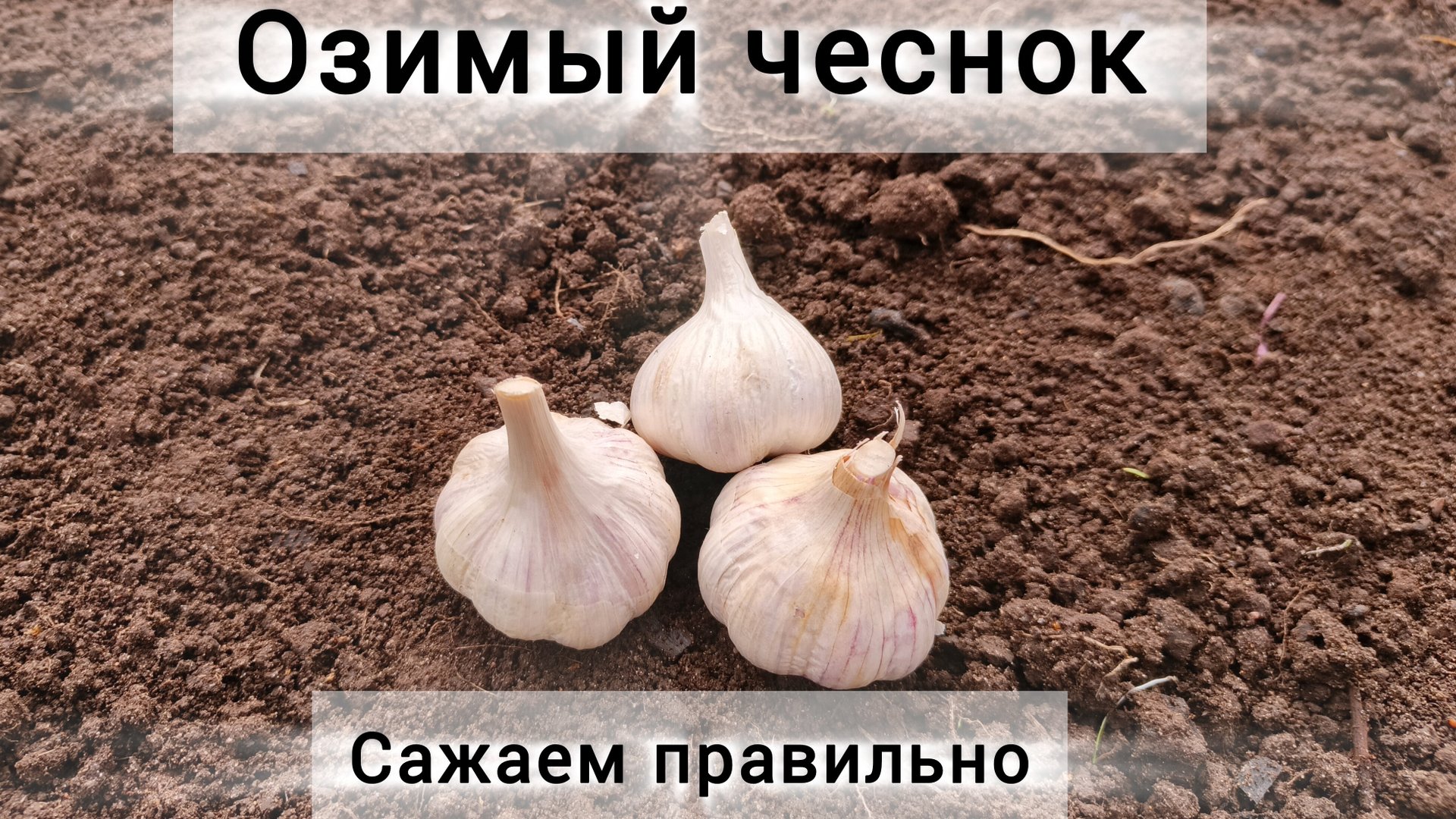 🧄Сажаю озимый чеснок. Сроки, что добавить в лунки, как правильно засыпать