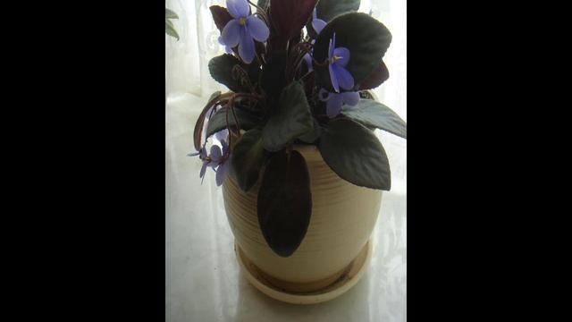 Кекушев. Особняк В.Т.Асеева в Арженке. Интерьеры. Начало.