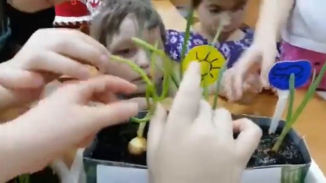 Первые всходы [