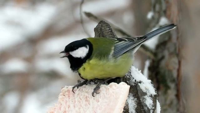 Большая Синица зимой