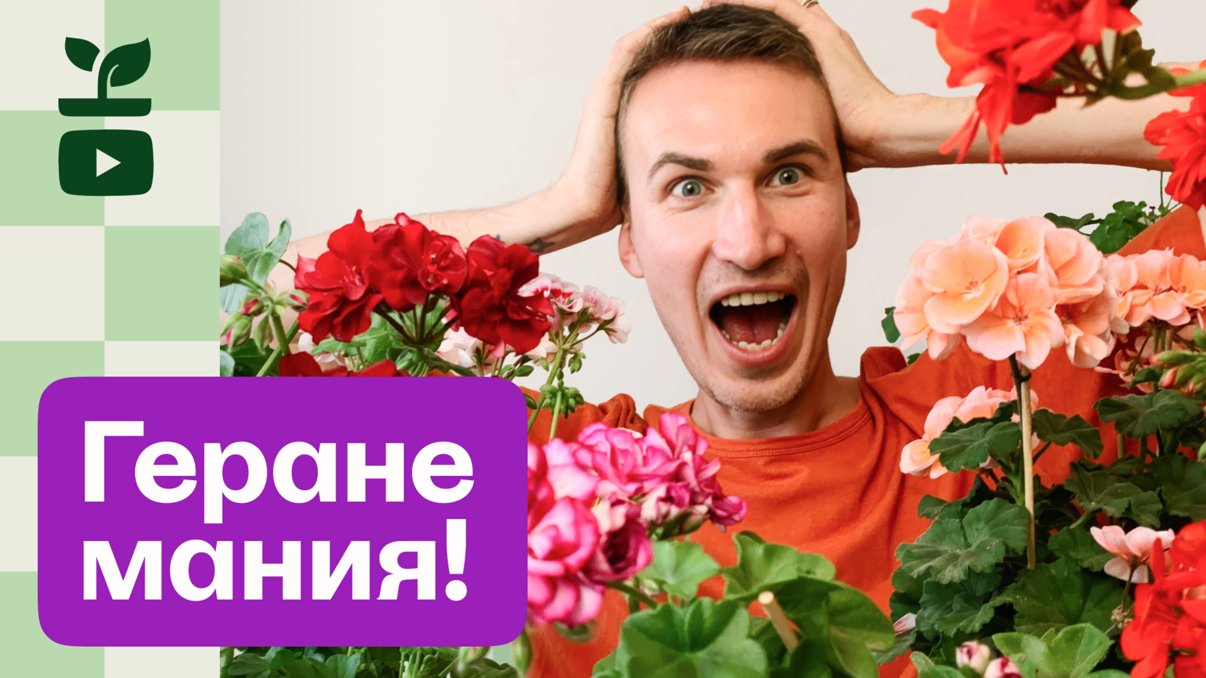 Герань-тур: мои цветущие монстры. Уход и секреты цветения