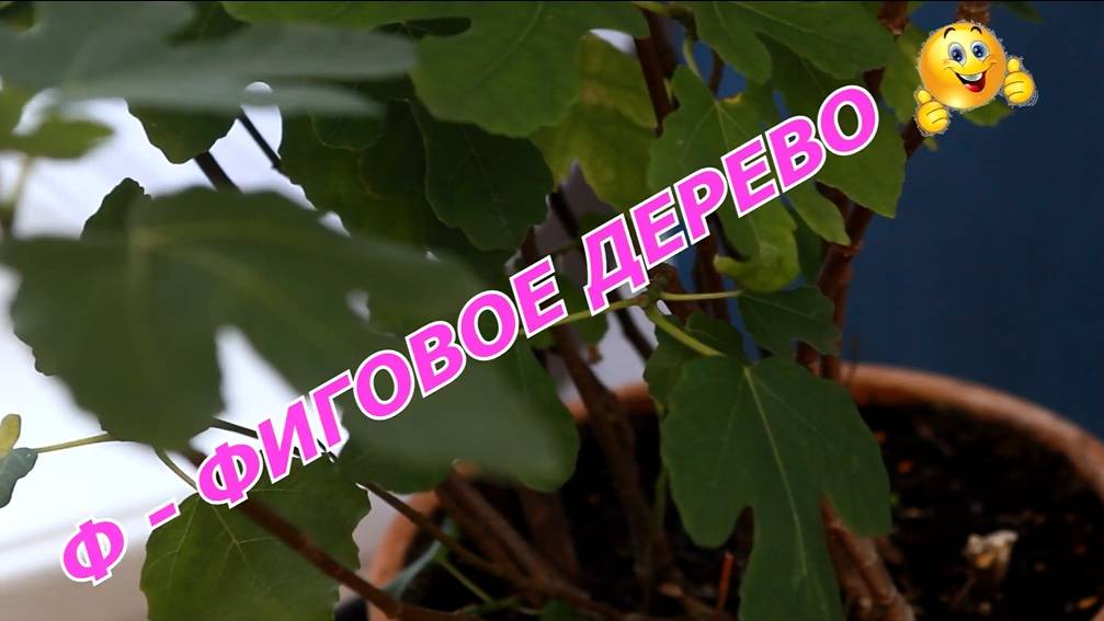 Музейная азбука. Фиговое дерево