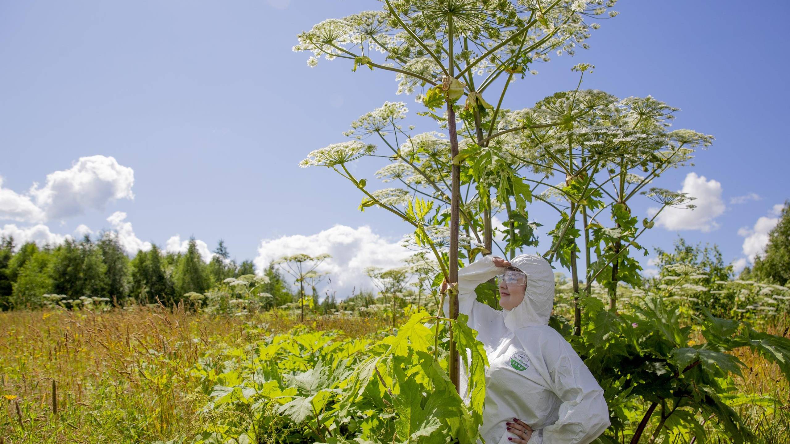 волшебные свойства волшебного корня
