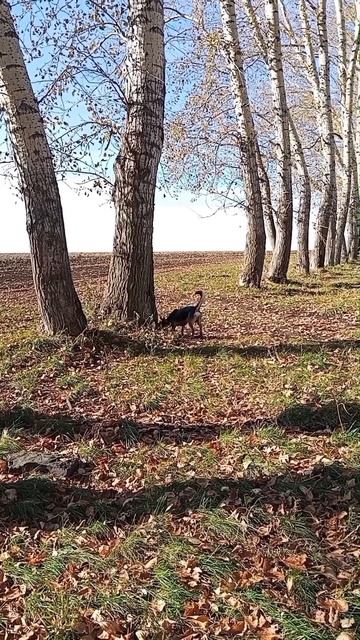 🐶 🌞 Прогулка - это как перезагрузка 🤪