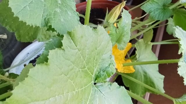 Кабачки, помидоры, огурцы, цветы. В квартире! На балконе. Выращивание овощей дома. Бегония. Красота