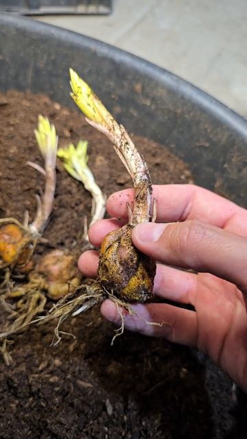 Спасаем лилии от заморозков