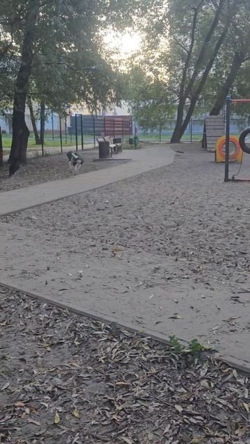 Пряник играет с Норой 01-10-2025