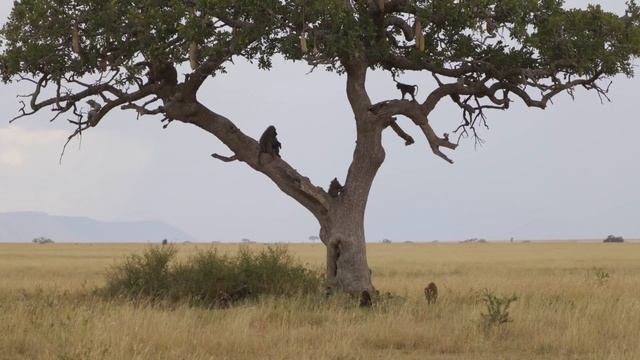 SM2ed Think_earn video L2 U2