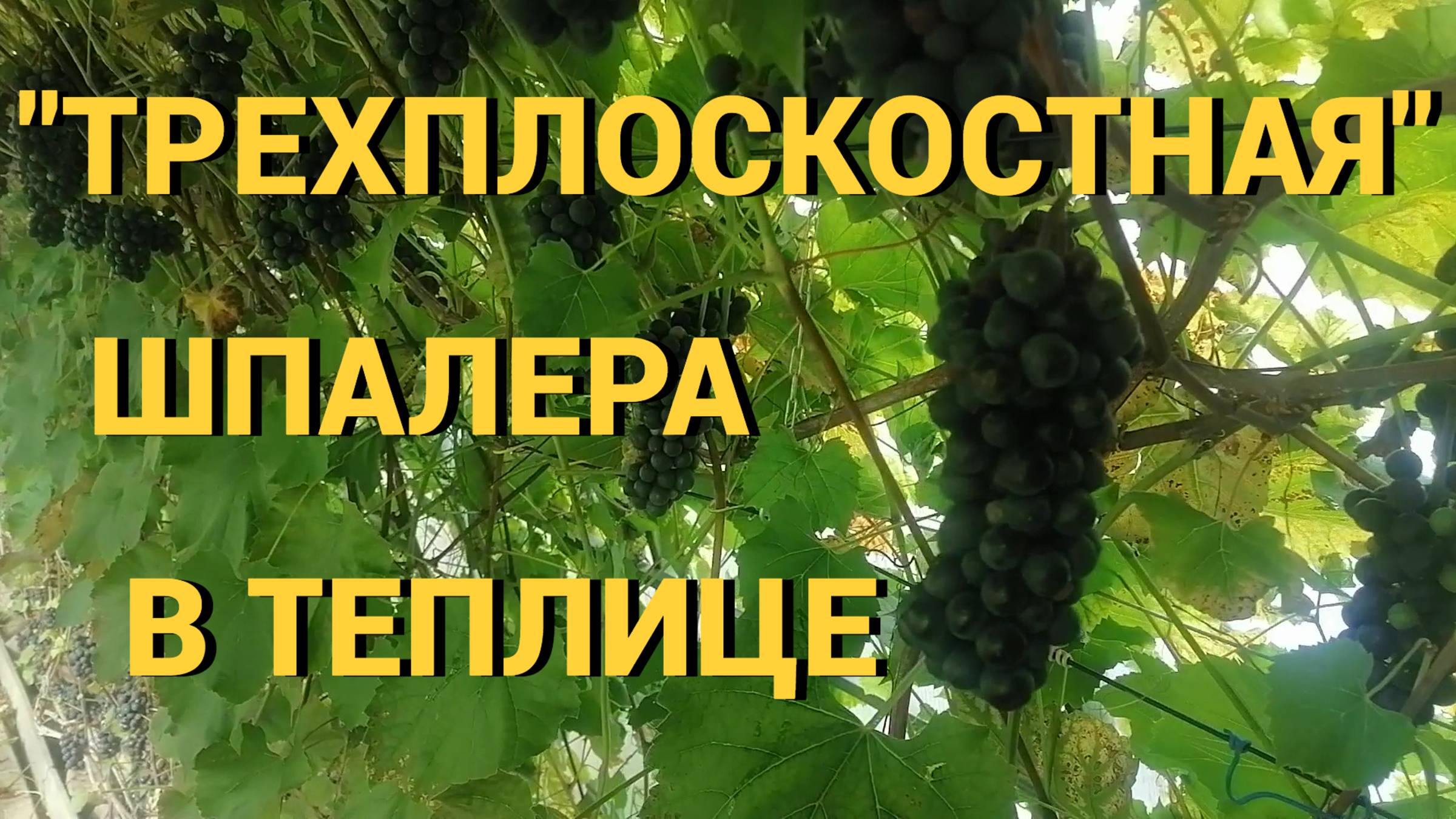 "Трехплоскостная" шпалера в теплице.