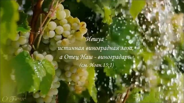 Shofar.mp4