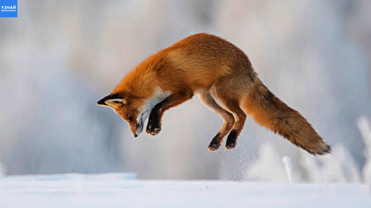 Вот как рыжая лиса охотится зимой!