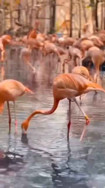 РОЗОВЫЕ ФЛАМИНГО