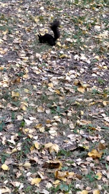 Пушистая красавица ☀️🍁🤗 (г.Октябрьский 22.09.2025)