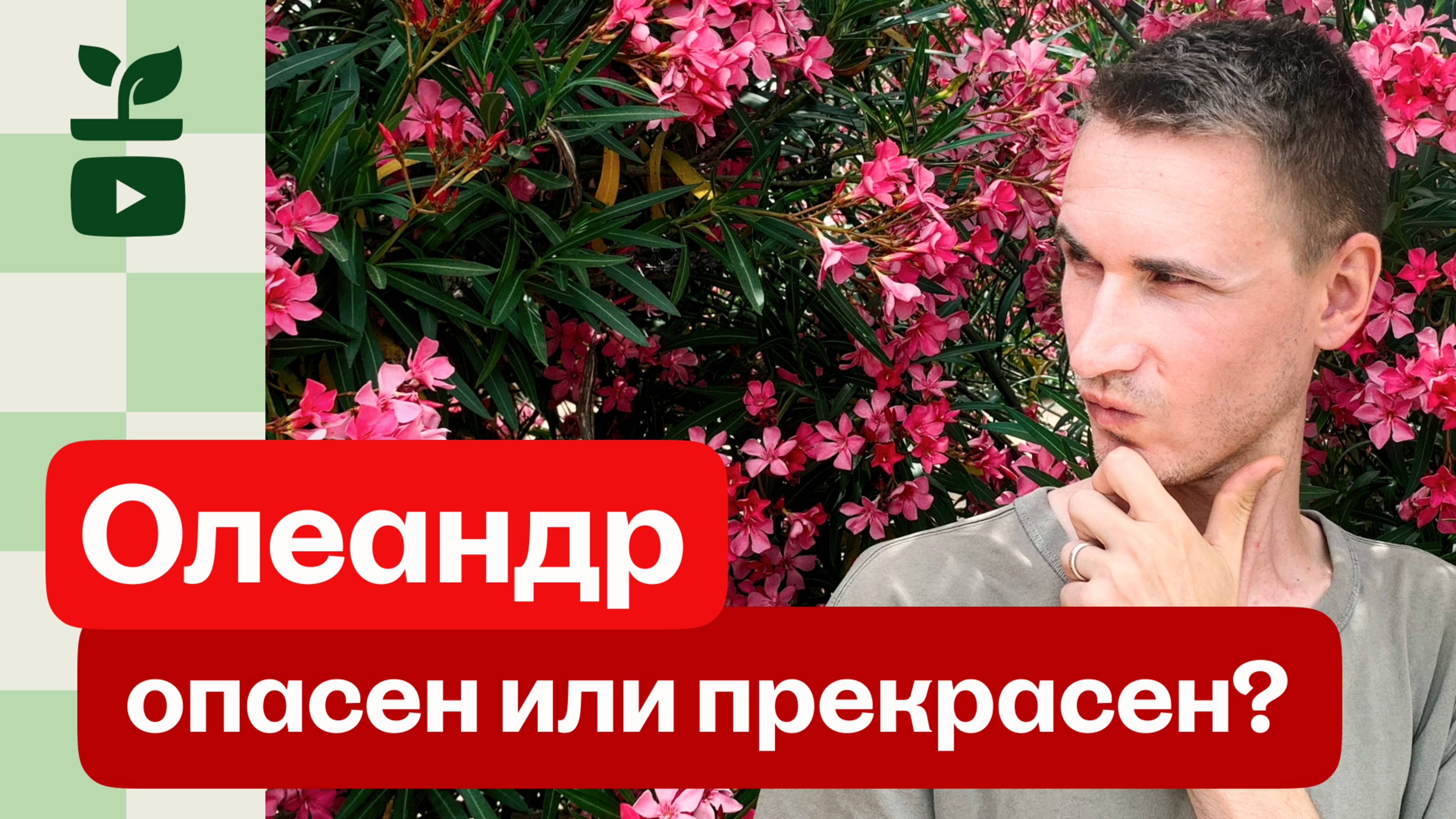 Олеандр. Не так уж ты и опасен, красавчик