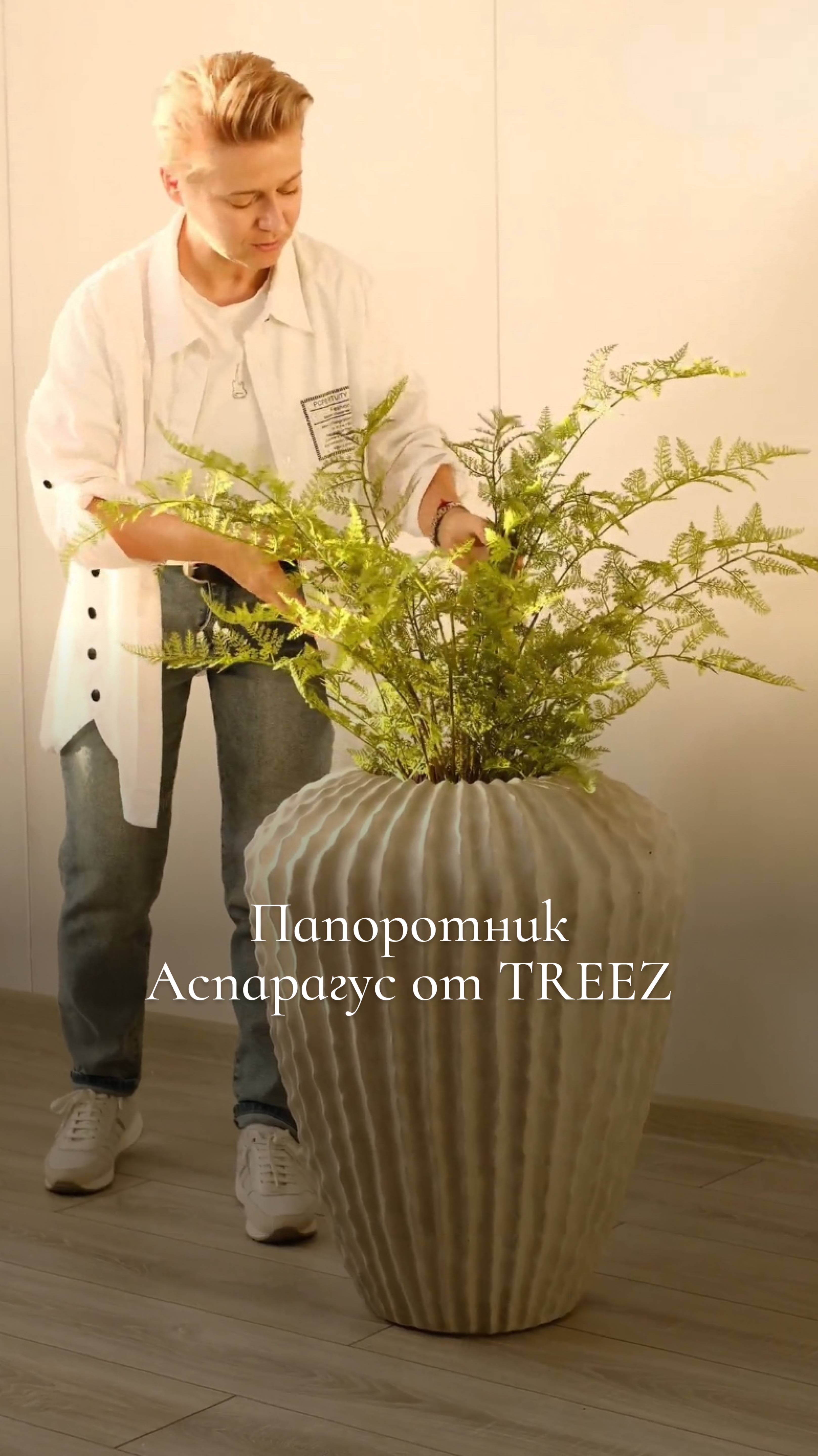 Папоротник Аспарагус TREEZ