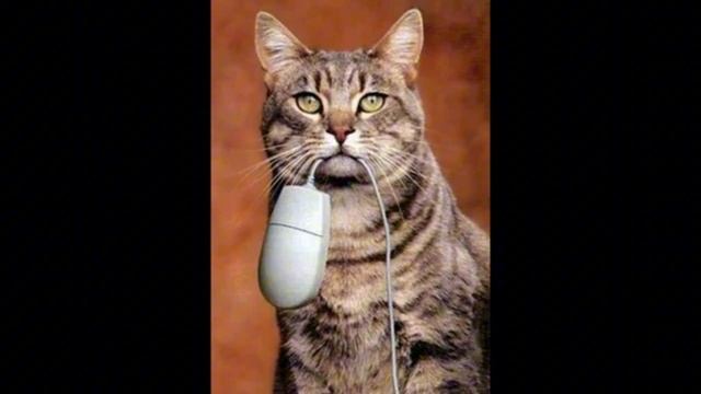 Марина Урусова. Котоматрицы-3