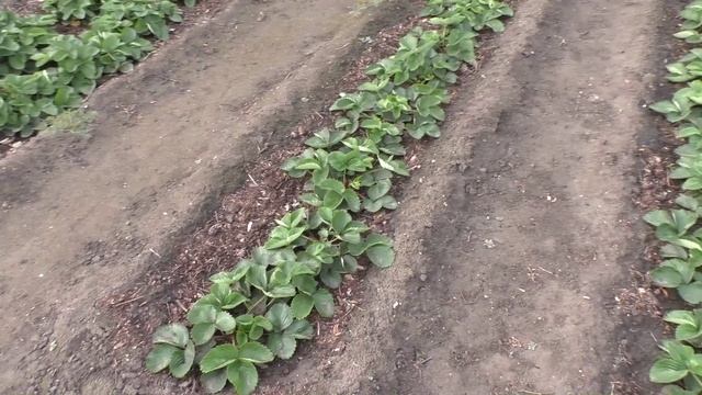 Участок в начале октября