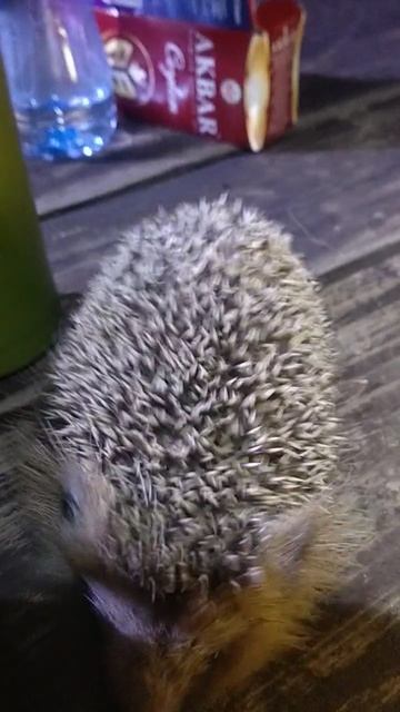 Ежик в Академии выживания