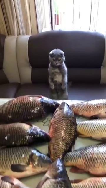 Когда муж приехал с рыбылки