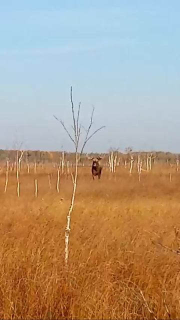 VID_20250924_074705.mp4