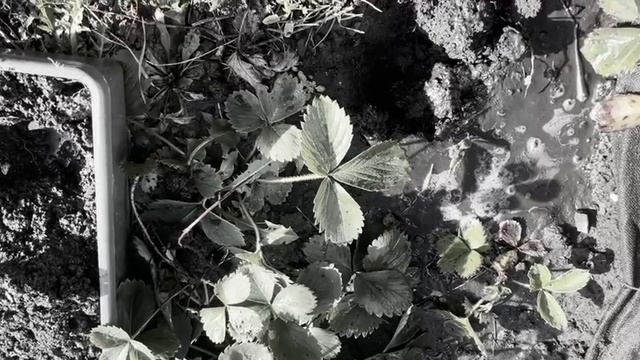 Клубника на подоконнике