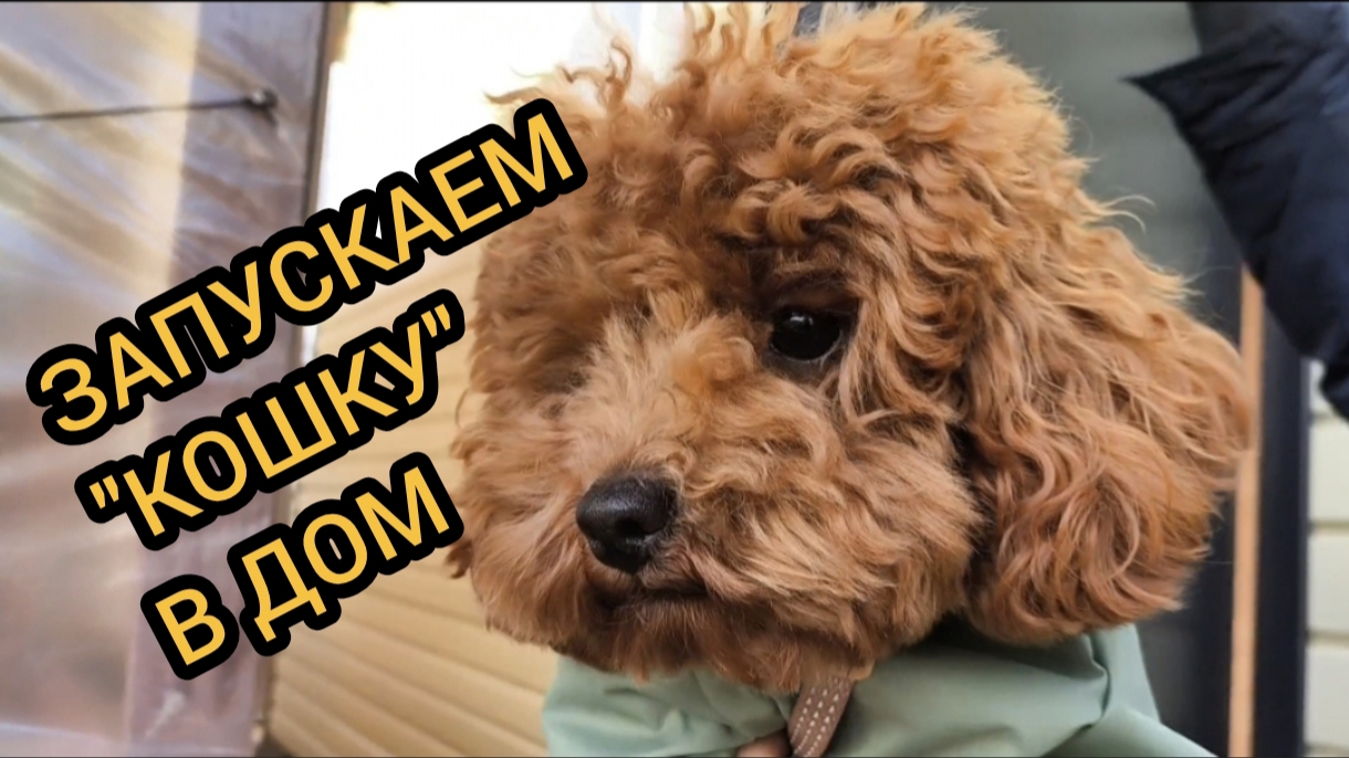 Запускаем "кошку" в дом 28.09.2025