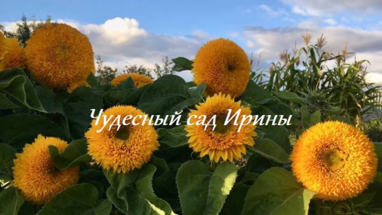 Чудесный сад Ирины. Подсолнух декоративный Медвежонок