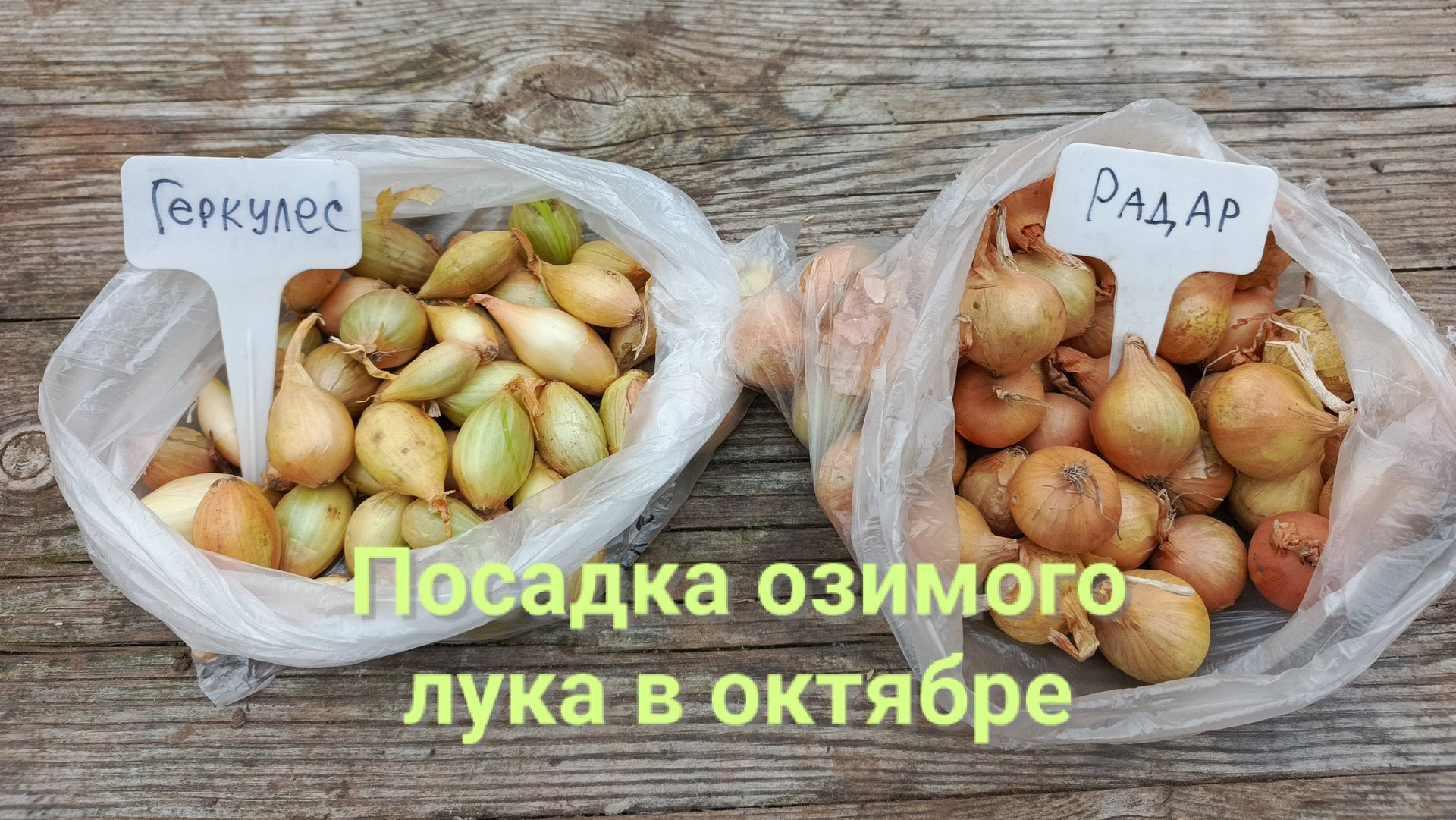 Посадка озимого лука в октябре. Сорта, расстояние, глубина - как правильно!