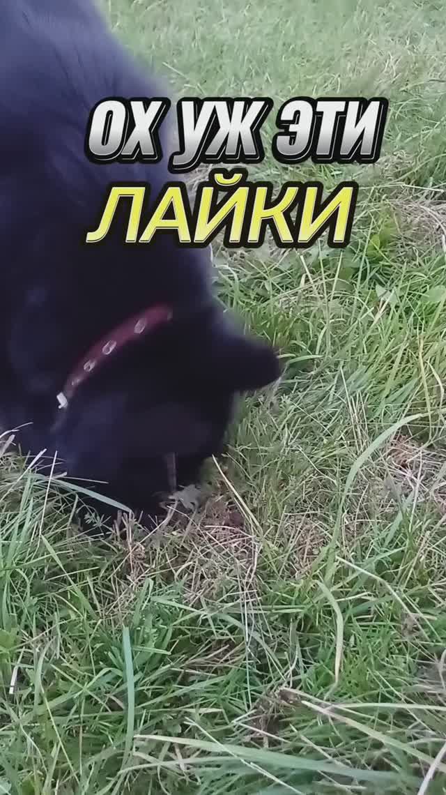 Разработка целины с лайкой в лёгкую 🐕🤣