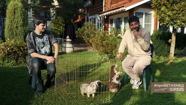 Австралийская овчарка (аусси) // #приВЕТАХМЕД