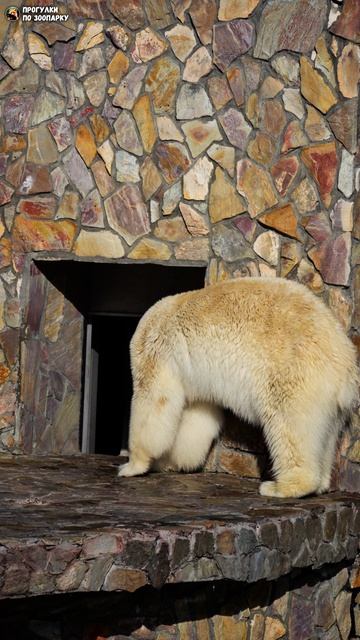 Медведица Хаарчаана чешет спинку и бока. Ленинградский зоопарк
