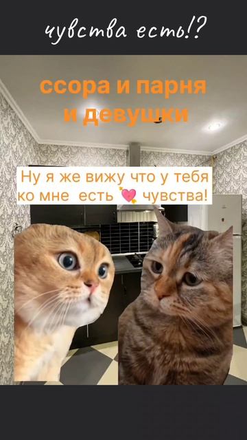 Сериал #ДваКота продолжается! Чувства....бывают разные!❤️🩹😅🫣❤️💥 #котики #анекдот #юмор #отношения #